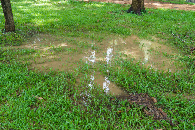 Wet Patches in Yard, Taylors, SC | American Waste Septic